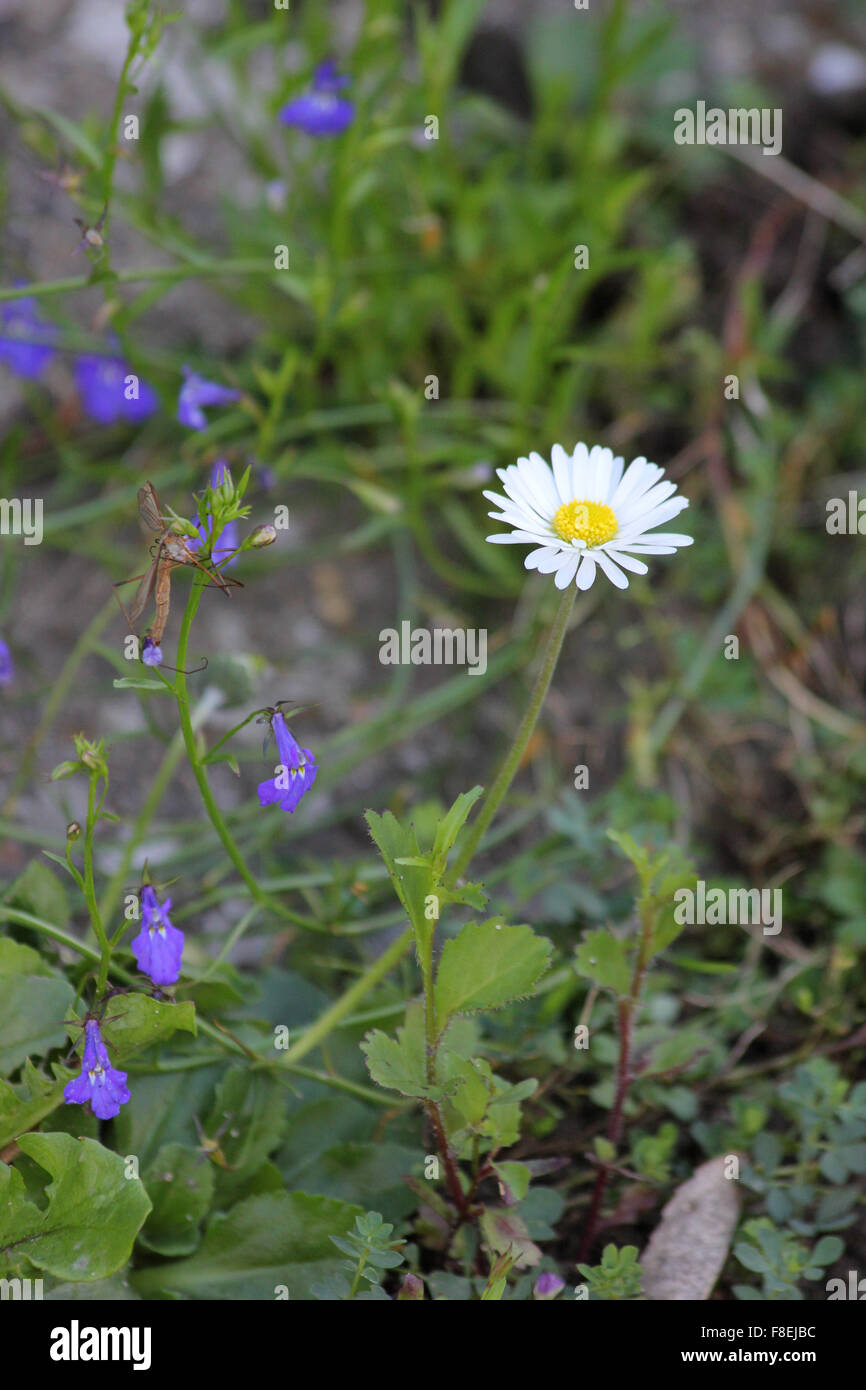 Dead crane-fly (Tipula oleracea) on trailing lobelia (Lobelia erinus ...