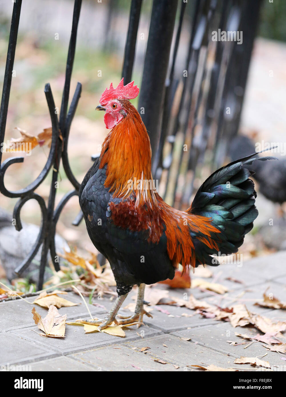 Bright colored rooster hi-res stock photography and images - Alamy