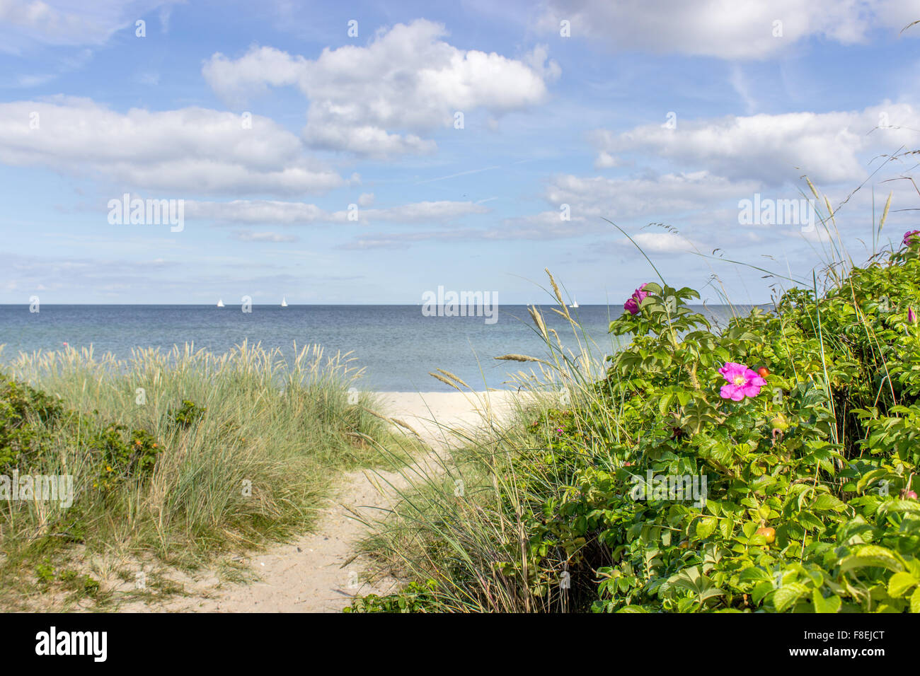 Way with beach roses to the sandy beach Stock Photo - Alamy