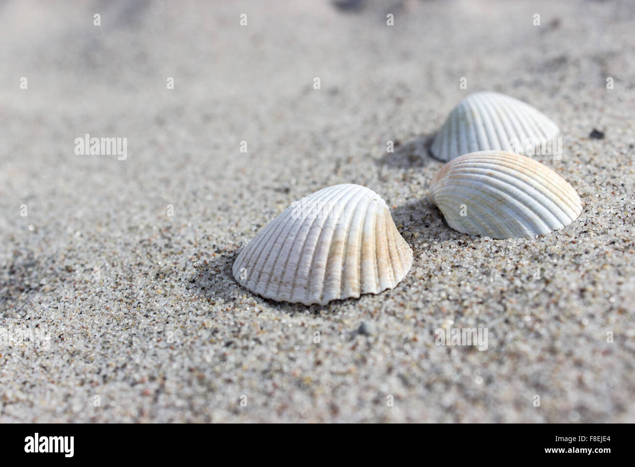 Shells in the sand Stock Photo - Alamy