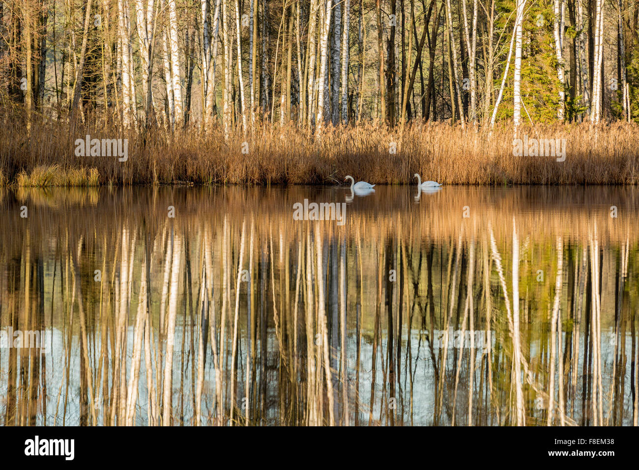 Treas hi-res stock photography and images - Alamy