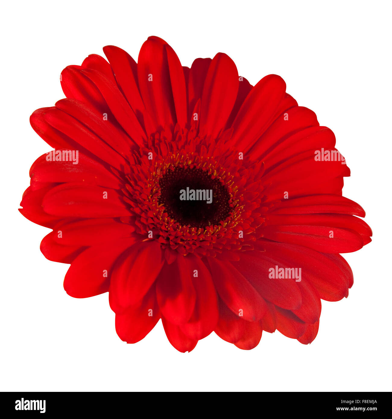 Single daisy flower. Isolated over white background Stock Photo - Alamy