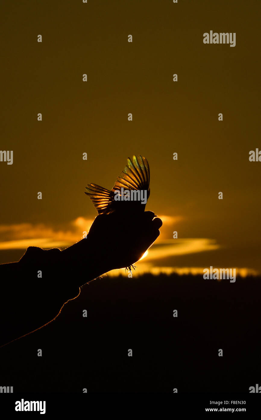 Ornithologists measured and banded birds at sunrise in the village of ...