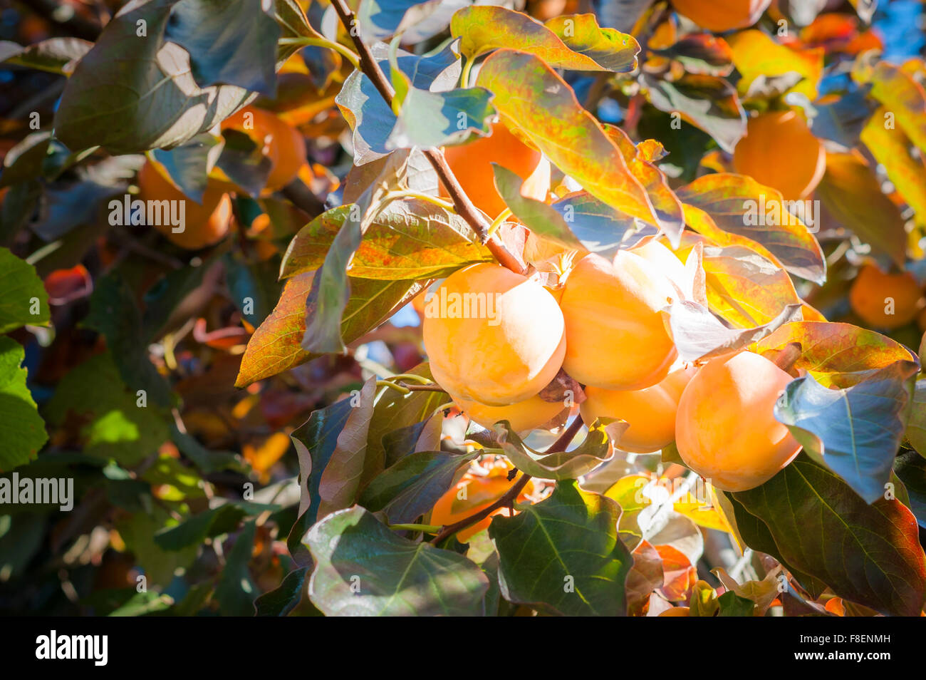 Fall season: ripe persimmon fruit on the tree Stock Photo - Alamy