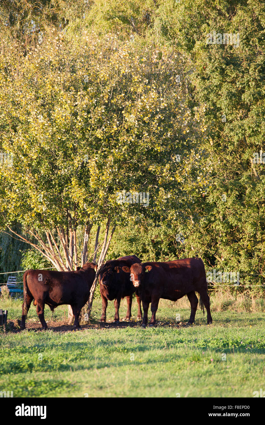 Three red poll cattle by a tree at a Suffolk farm one looking at the ...