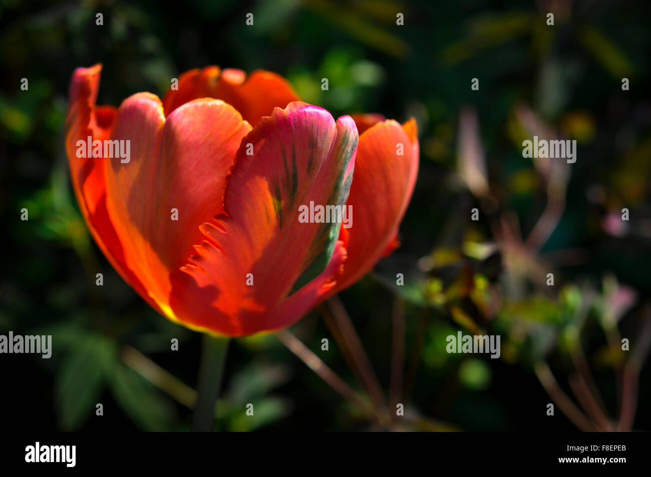 Parrot tulip hi-res stock photography and images - Alamy