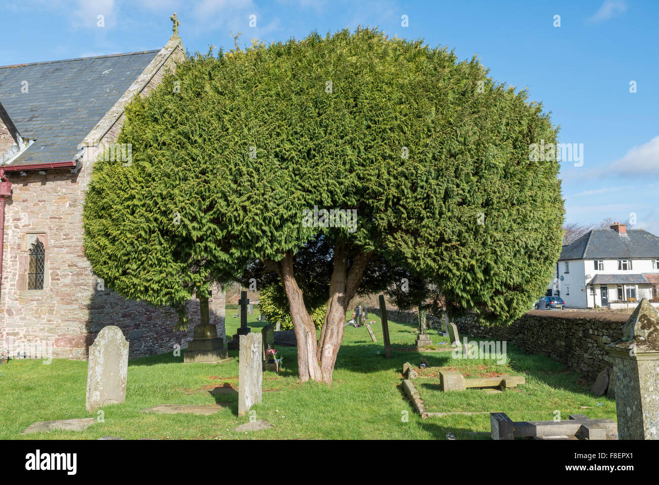 Yew tree in churchyard Stock Photo - Alamy