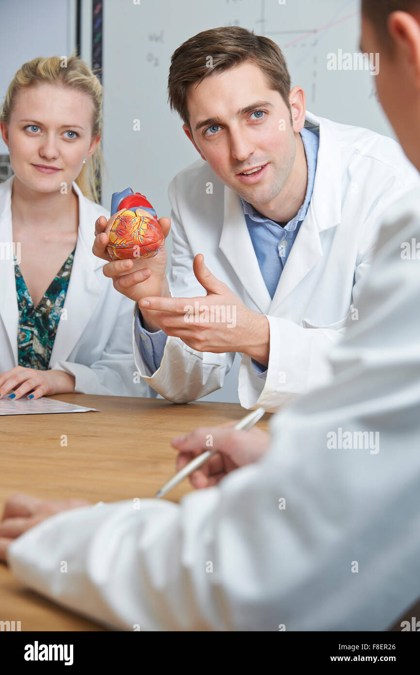 Teacher With Model Of Heart In Biology Class Stock Photo - Alamy