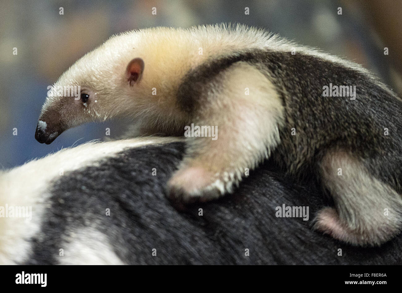 Lesser anteater hi-res stock photography and images - Alamy