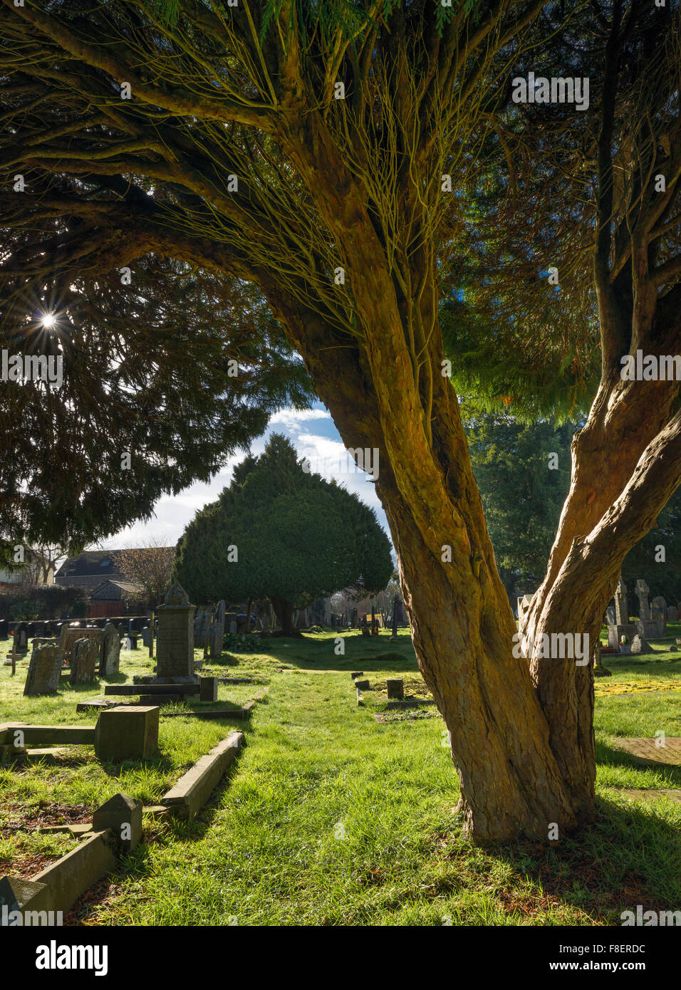 Yew tree in churchyard Stock Photo - Alamy