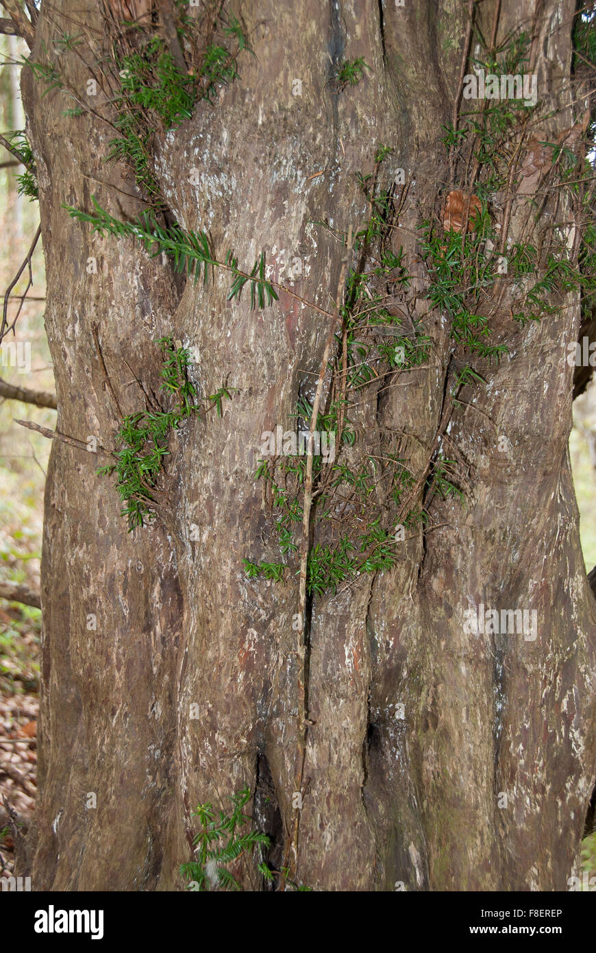 Yew tree bark Stock Photo - Alamy