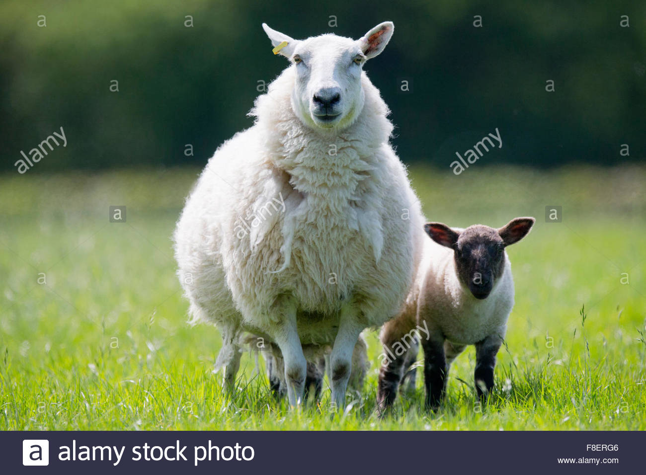 Green Pastures Sheep Stock Photos & Green Pastures Sheep Stock Images ...