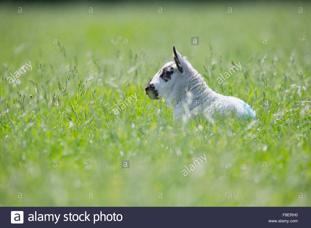 Lamb Profile Stock Photos & Lamb Profile Stock Images - Alamy