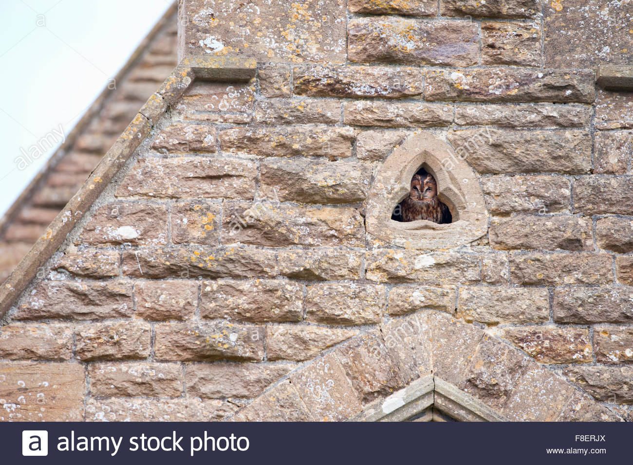 Trefoil Stock Photos & Trefoil Stock Images - Alamy