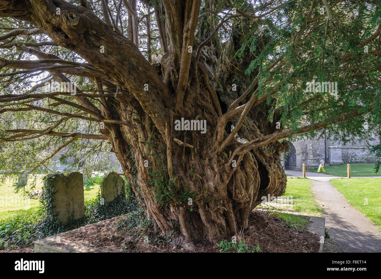 Yew tree in churchyard Stock Photo - Alamy