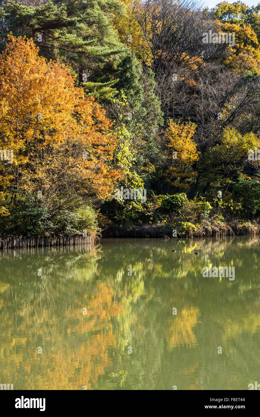 Sayama Nature park,Higashiyamato city,Tokyo,Japan Stock Photo - Alamy