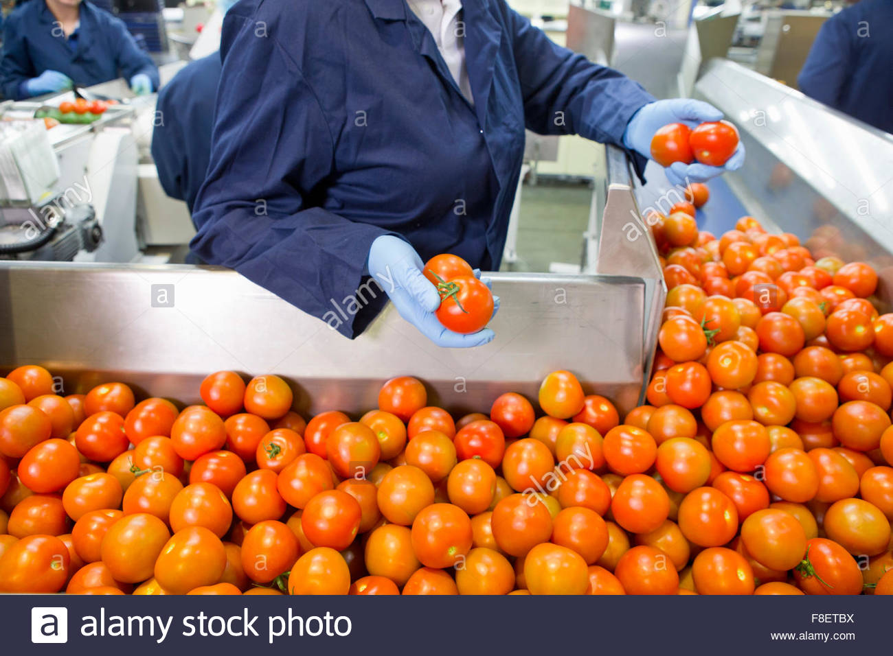 Sorting Tomatoes Stock Photos & Sorting Tomatoes Stock Images - Alamy