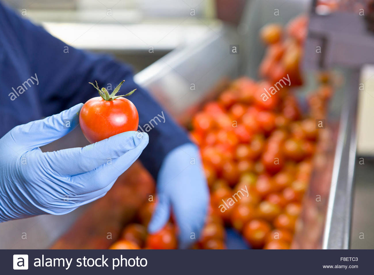 Tomato Factory Stock Photos & Tomato Factory Stock Images - Alamy