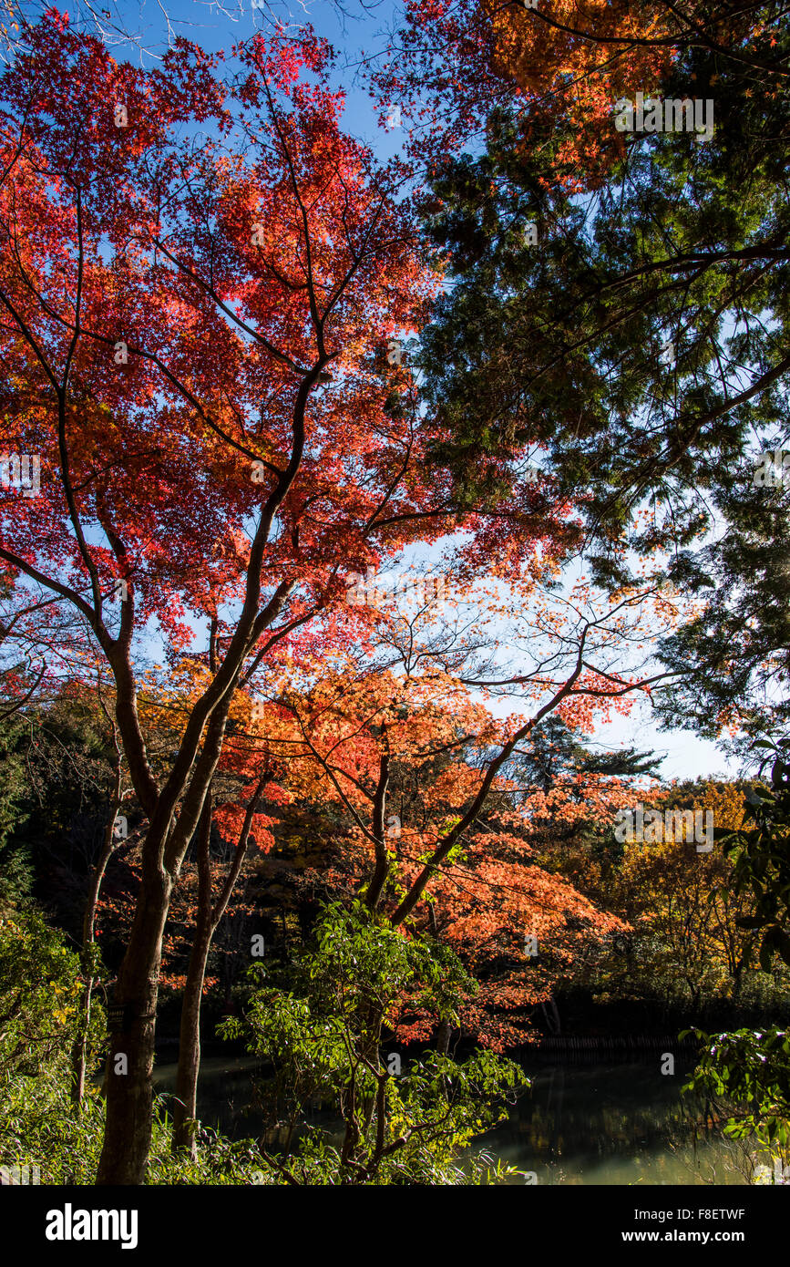 Sayama Nature park,Higashiyamato city,Tokyo,Japan Stock Photo - Alamy
