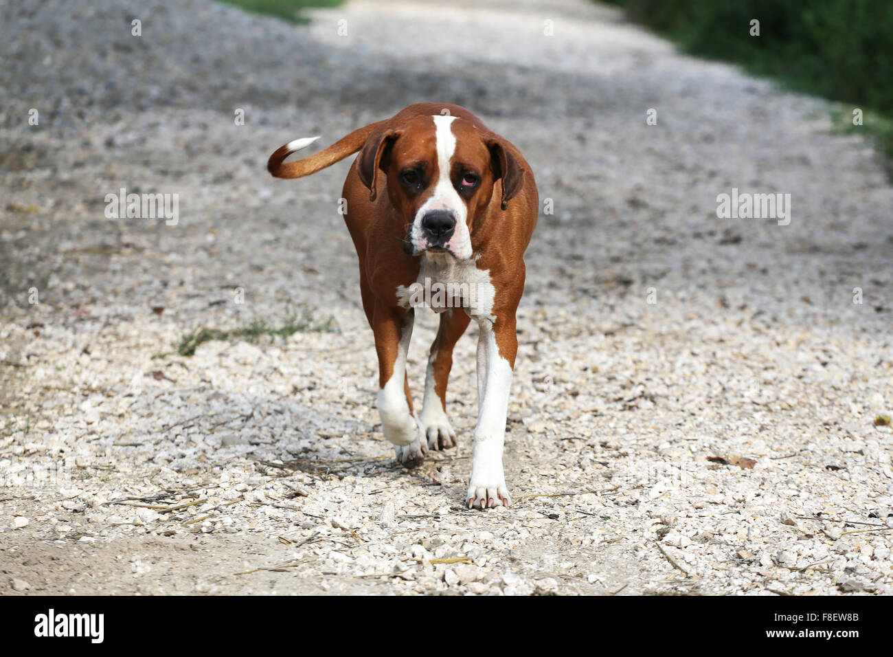American bully walking in hi-res stock photography and images - Alamy