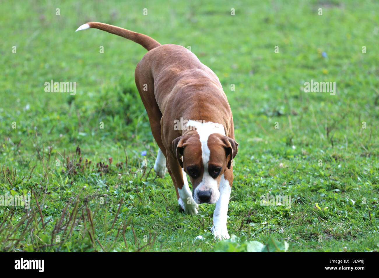 Close up of a purebred american bulldog Stock Photo - Alamy