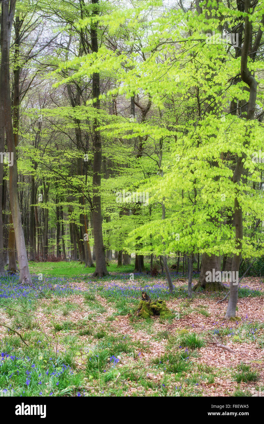 Beautiful spring forest bluebells flowers hi-res stock photography and ...