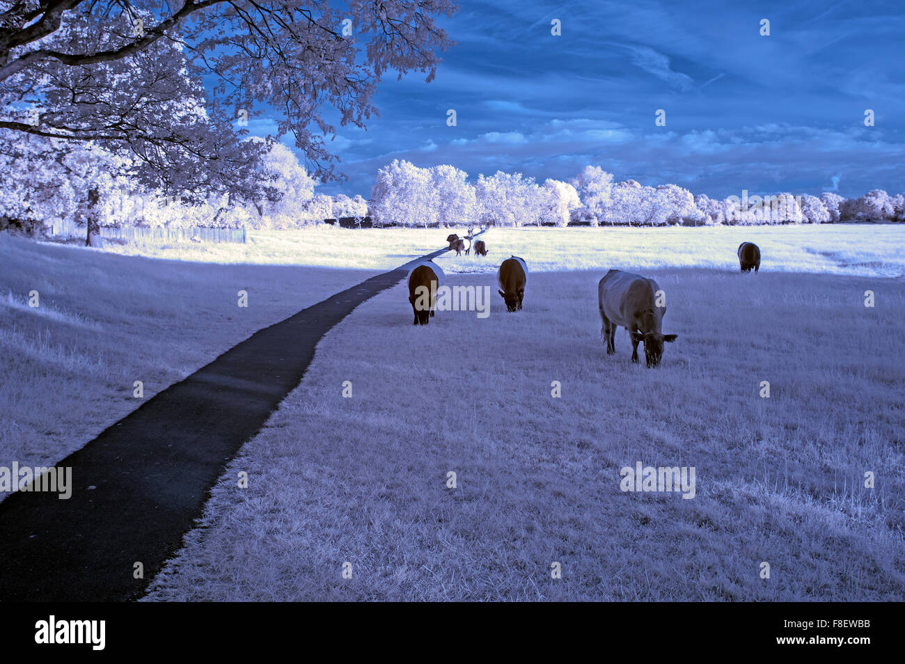 Stunning unique infra red landscape with false color impact Stock Photo ...