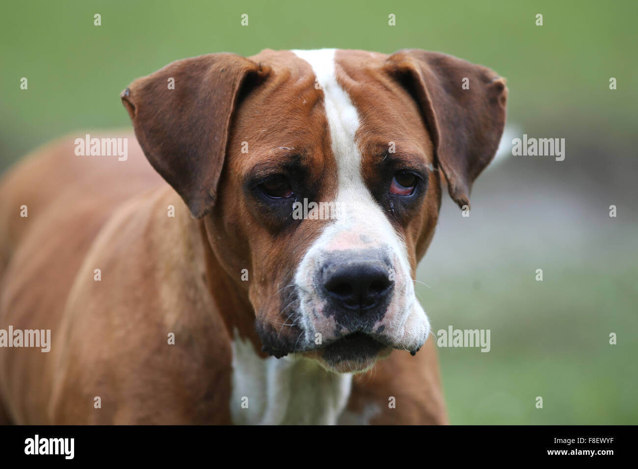 Smart female american bulldog looking at the camera Stock Photo - Alamy
