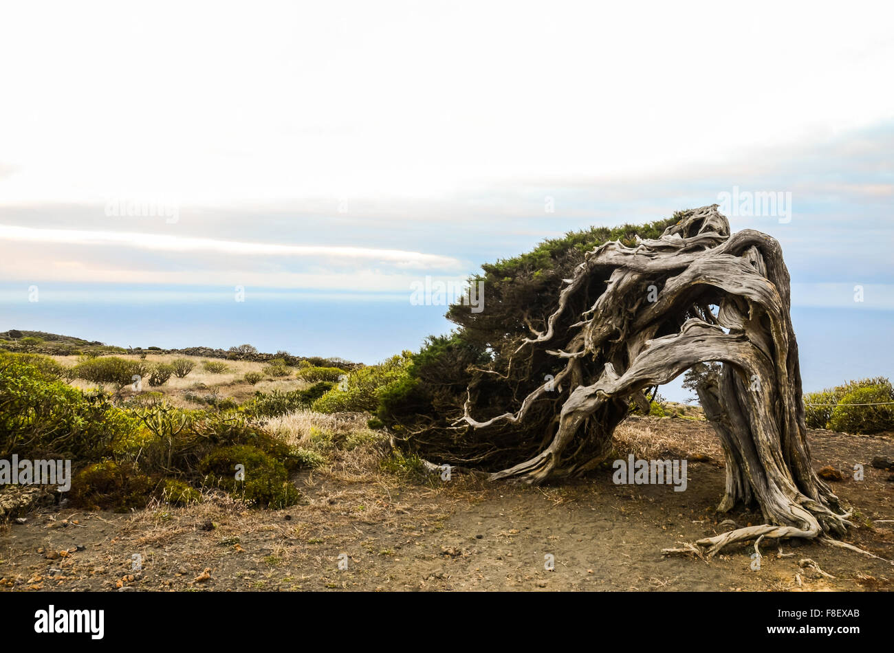 Gnarled Juniper Tree Shaped By The Wind Stock Photo - Alamy