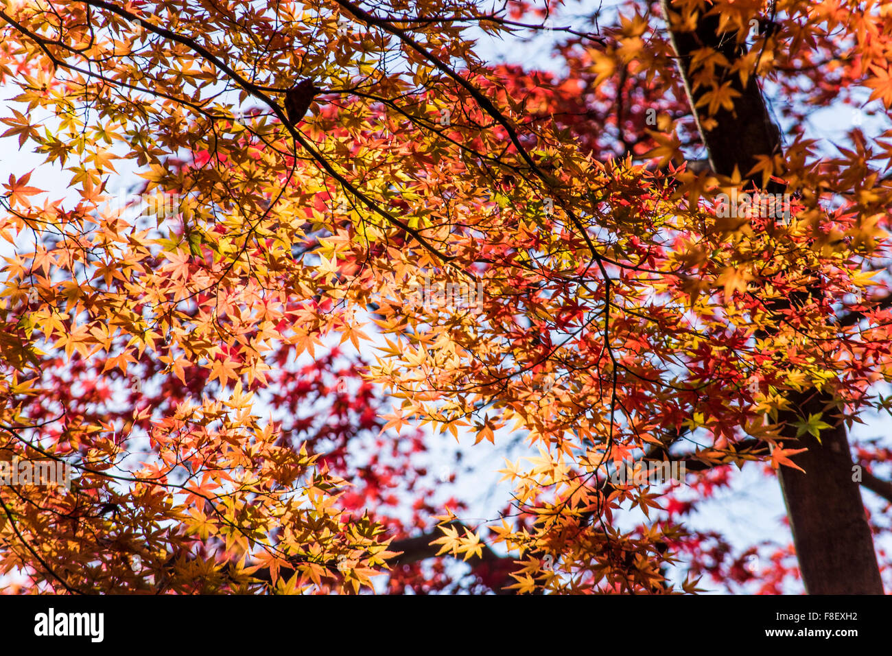 Sayama Nature park,Higashiyamato city,Tokyo,Japan Stock Photo - Alamy