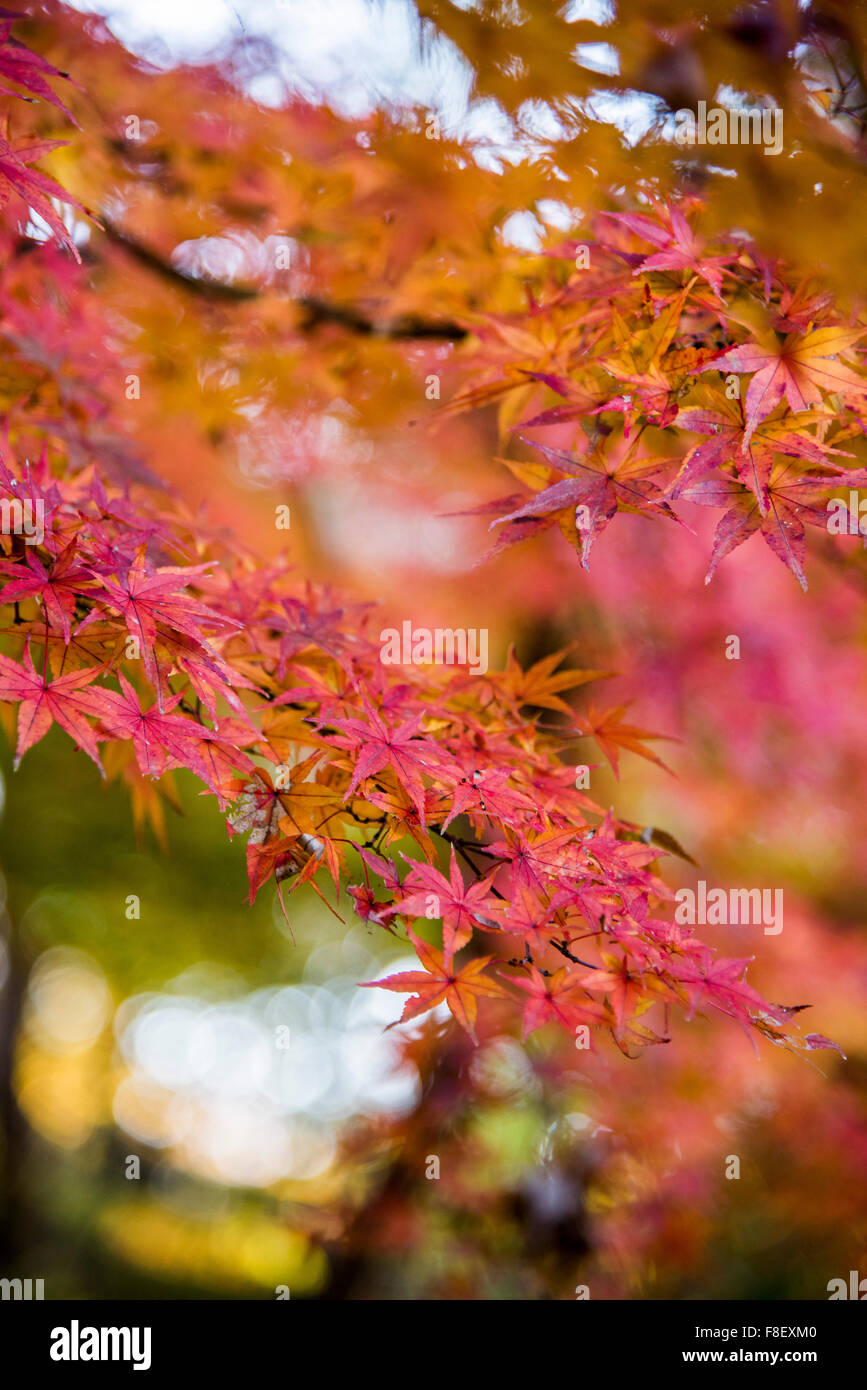 Sayama Nature park,Higashiyamato city,Tokyo,Japan Stock Photo - Alamy