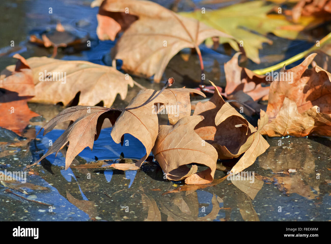 Puddle floor hi-res stock photography and images - Alamy