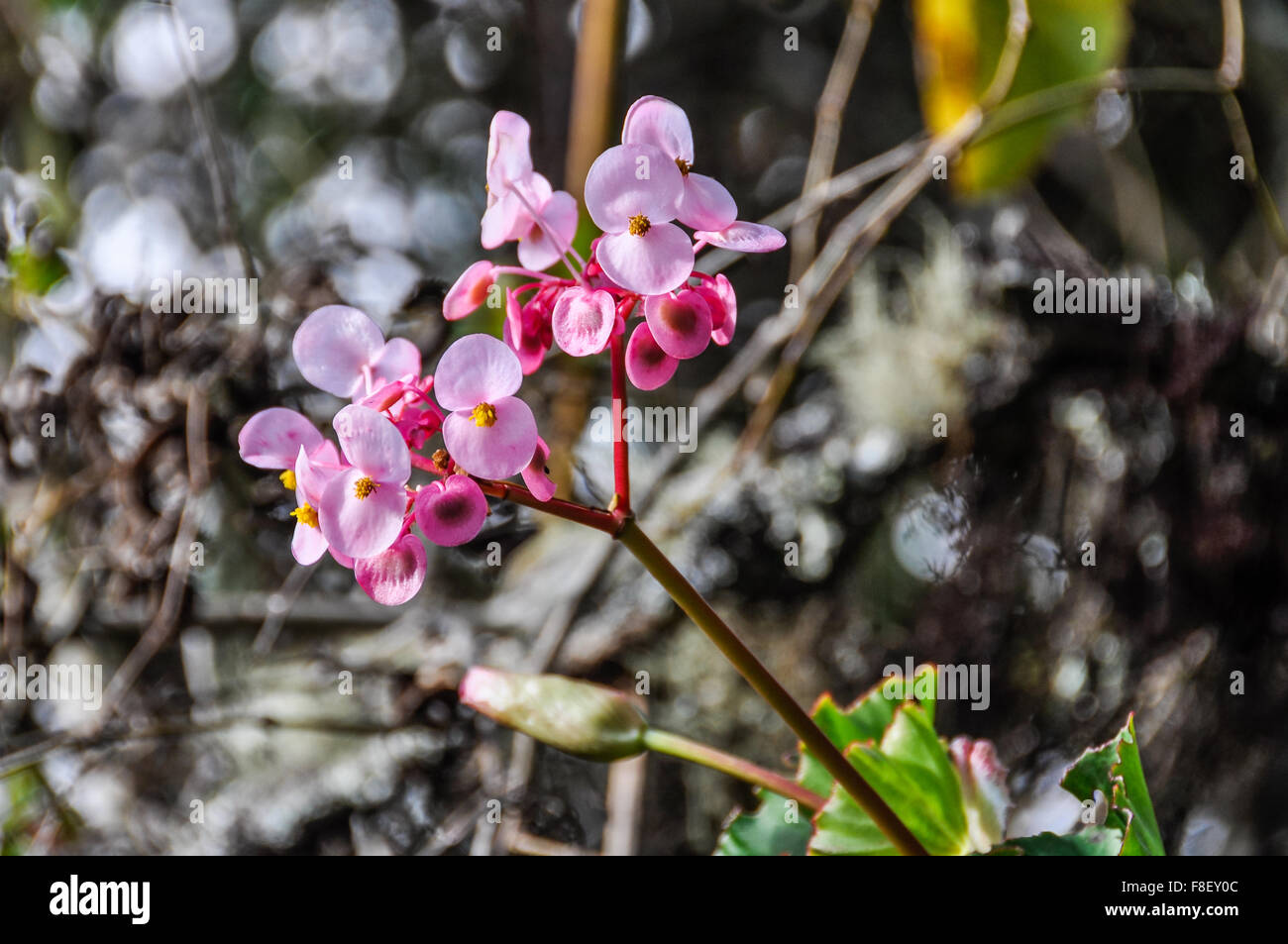 Flower at Machu Picchu, the sacred city of Incas, one of the New 7 ...