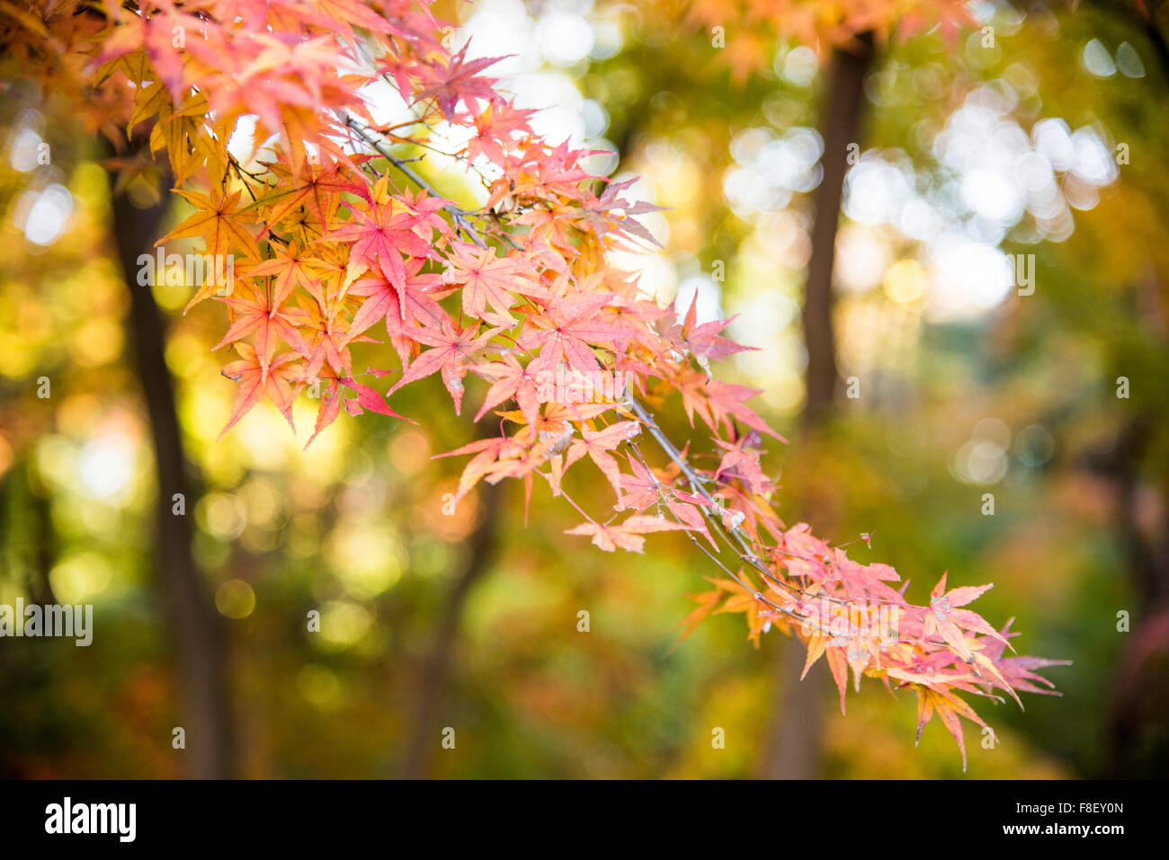 Sayama Nature park,Higashiyamato city,Tokyo,Japan Stock Photo - Alamy