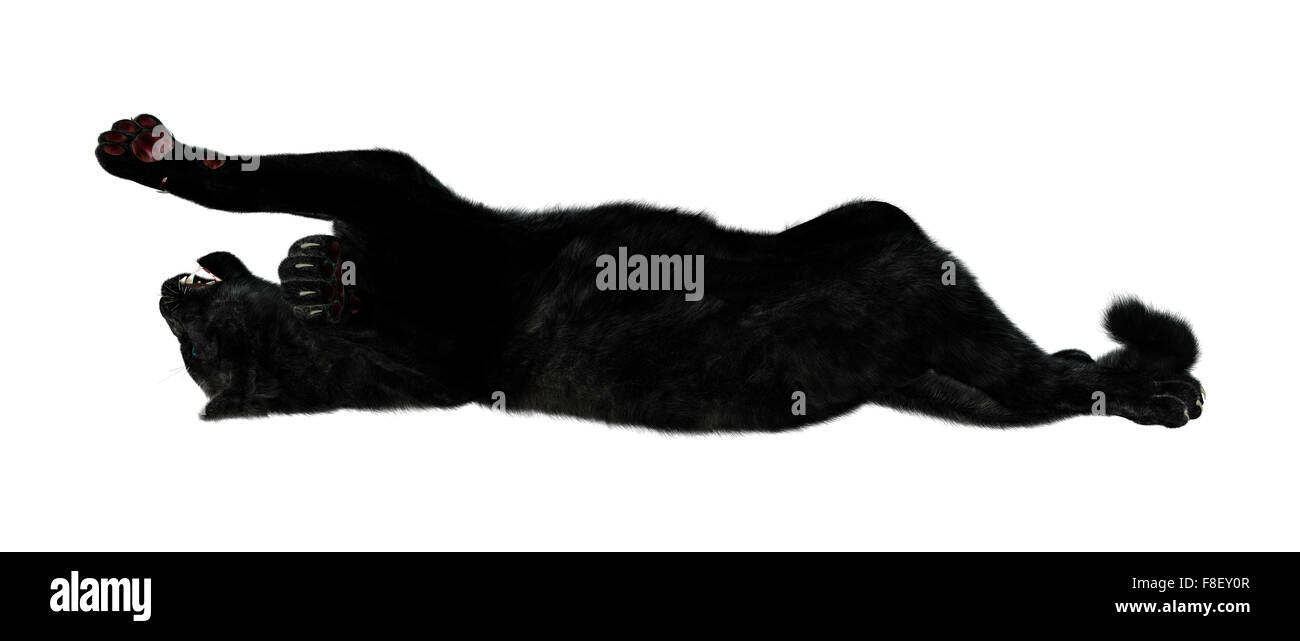 3D digital render of a big cat black panther playing isolated on white ...