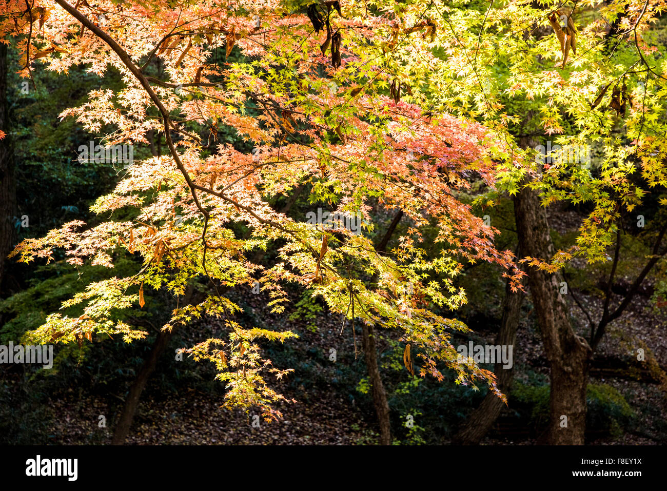 Sayama Nature park,Higashiyamato city,Tokyo,Japan Stock Photo - Alamy