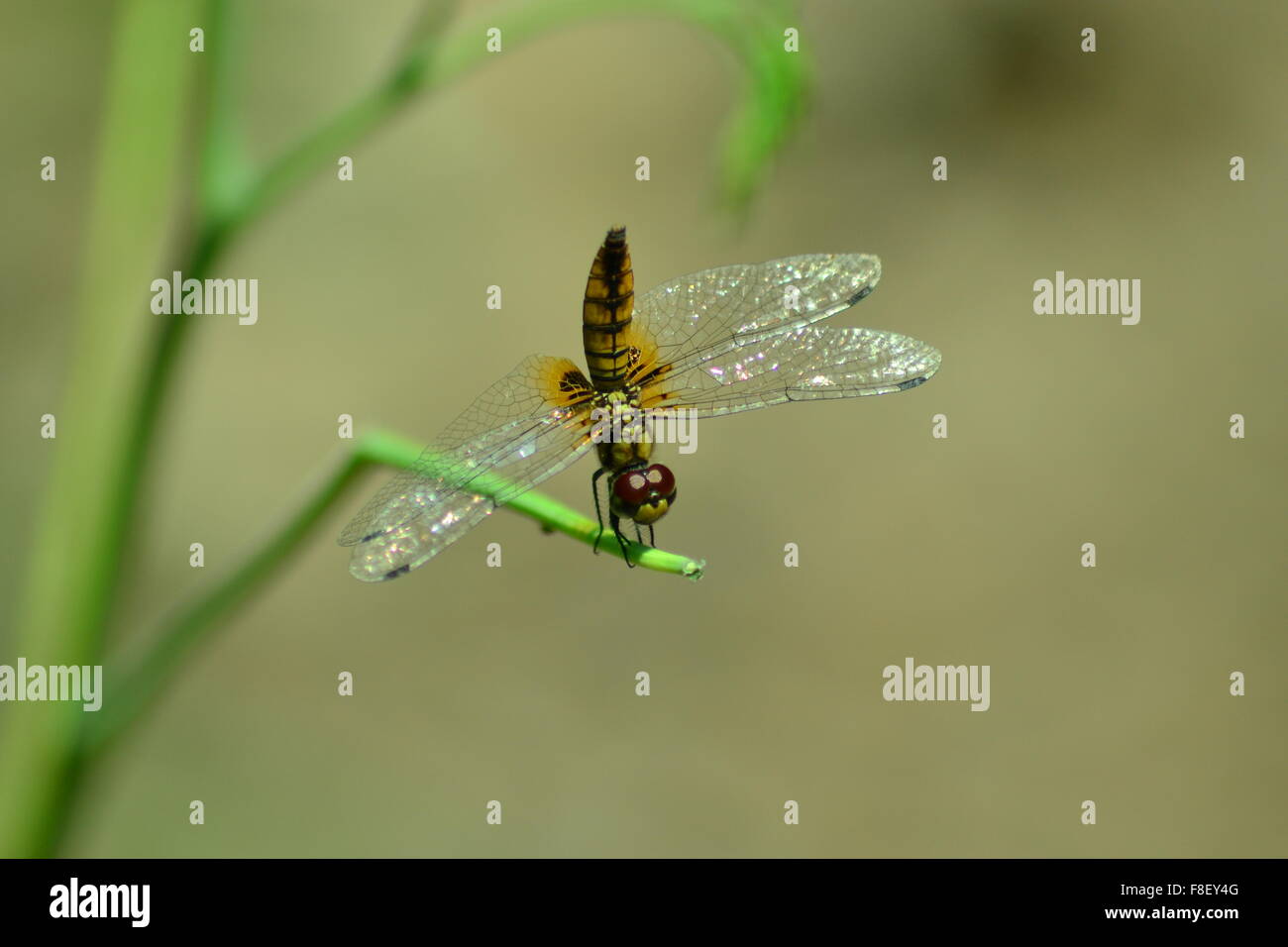 A red eyed dragonfly vertically landing on a plant with wings spread ...
