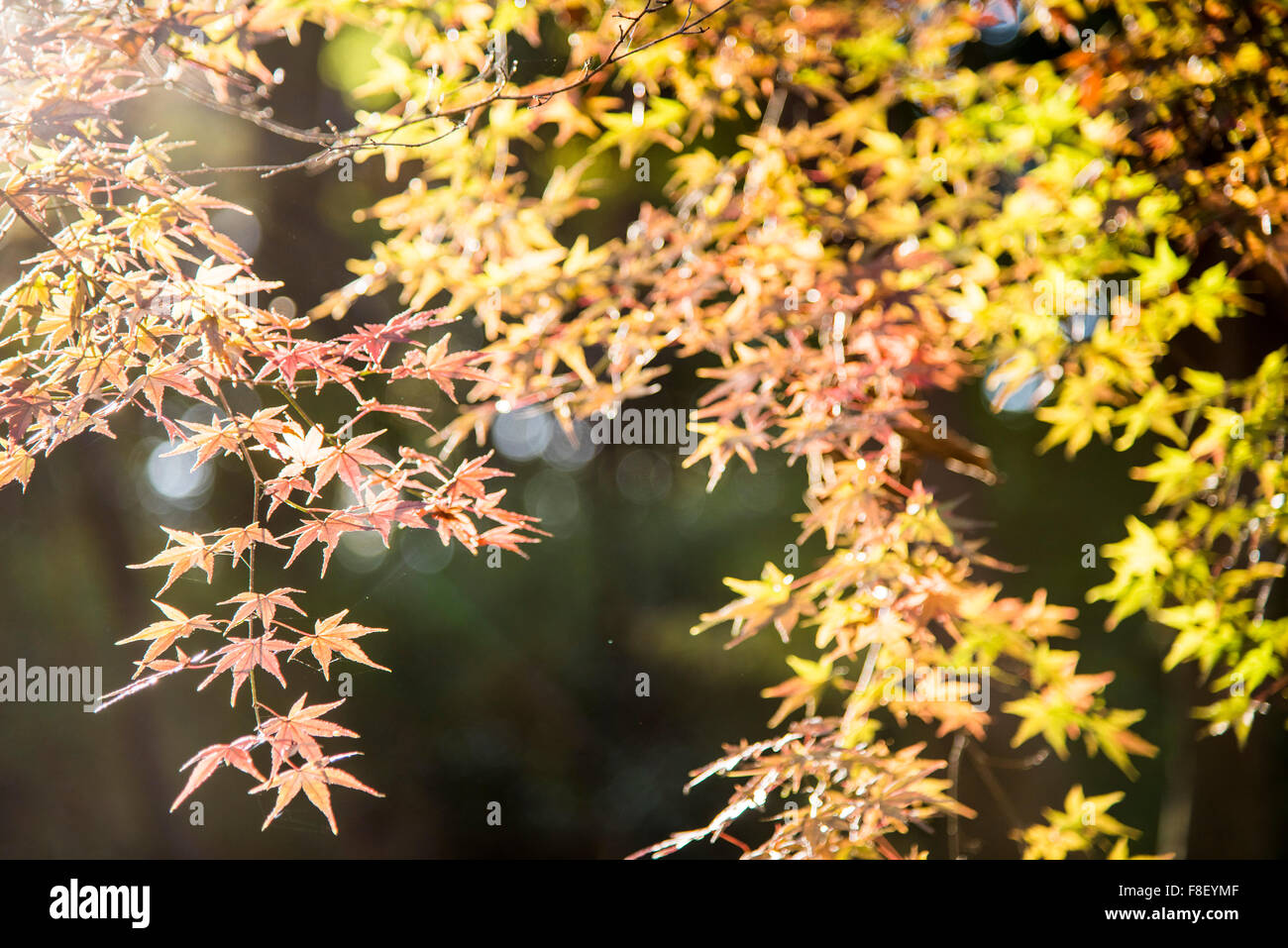 Sayama Nature park,Higashiyamato city,Tokyo,Japan Stock Photo - Alamy