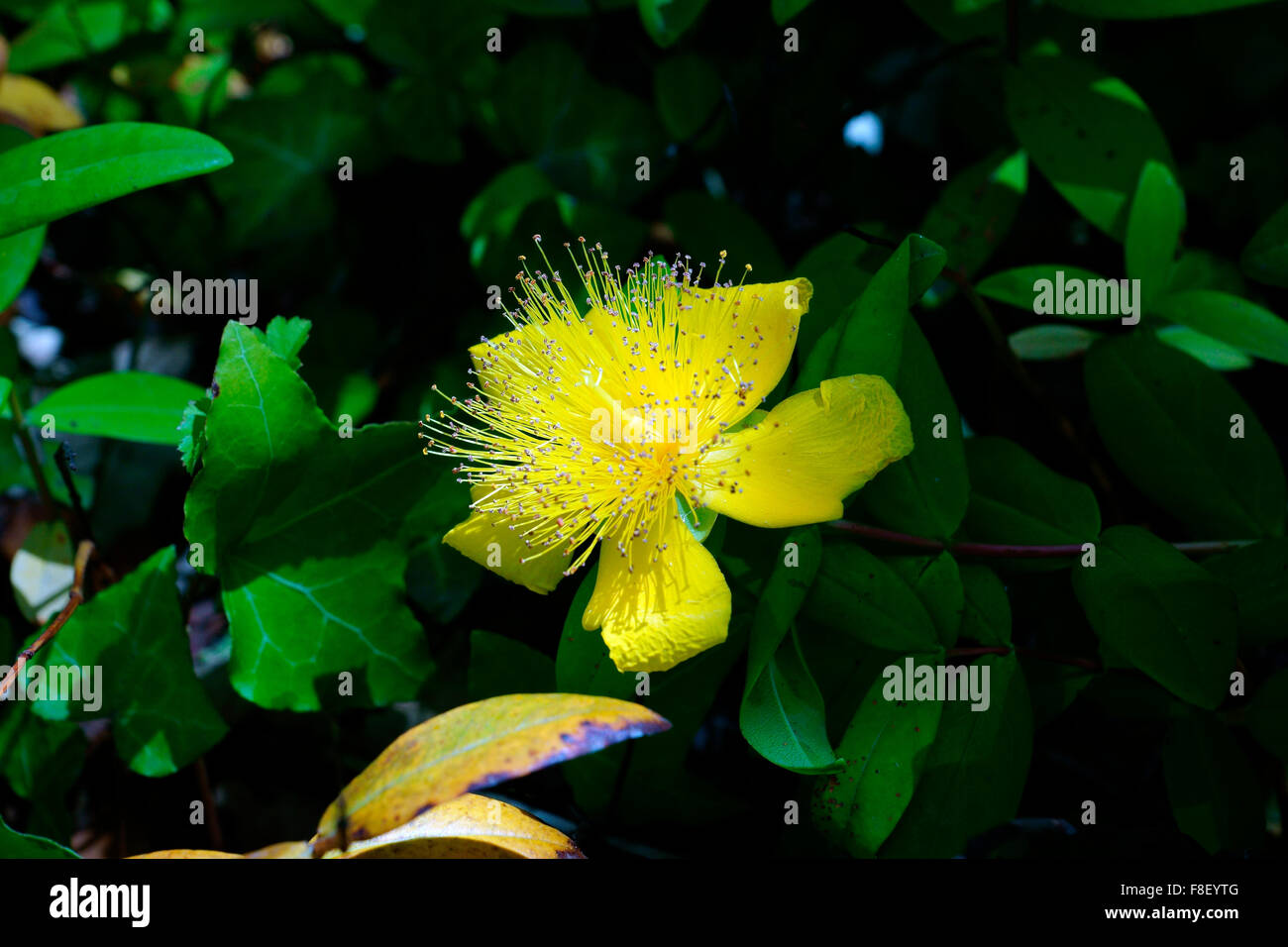 Hypericum forrestii hi-res stock photography and images - Alamy