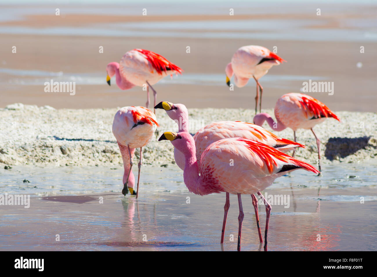 Pink flamingos feeding in the salt water of "Laguna Hedionda" (eng ...