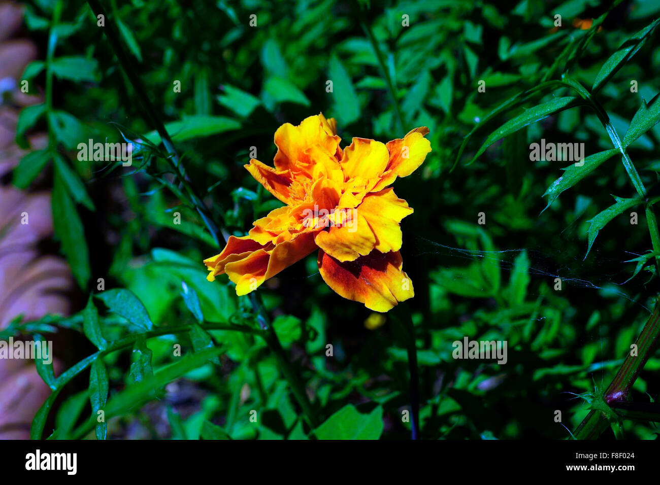 Deformed star hi-res stock photography and images - Alamy