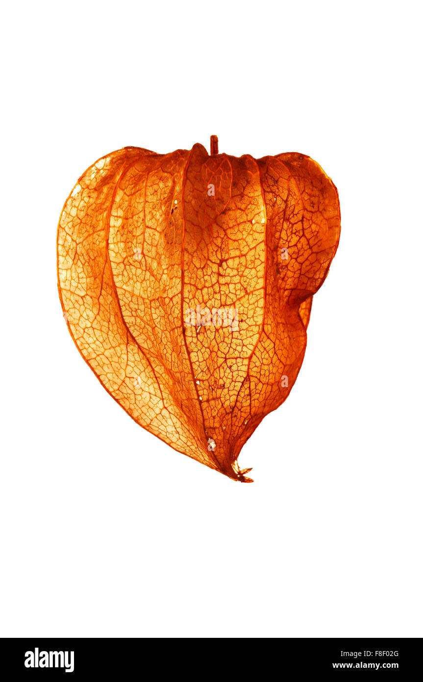 Fruit - Cape gooseberry Stock Photo - Alamy