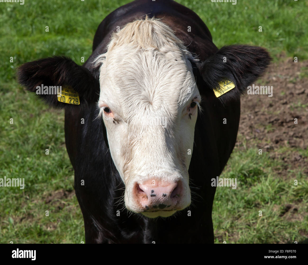Bull close-up, South Germany Stock Photo - Alamy