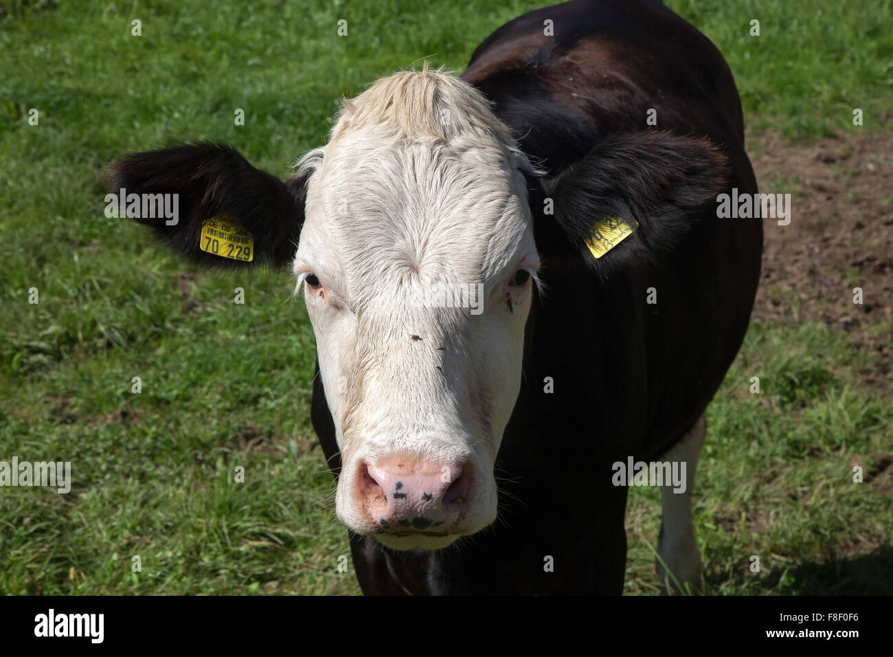 Bull close-up, South Germany Stock Photo - Alamy