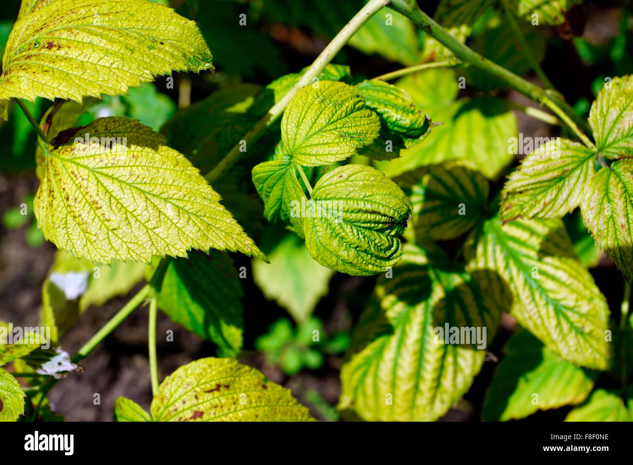 BLACK CURRANT LEAVES Stock Photo - Alamy