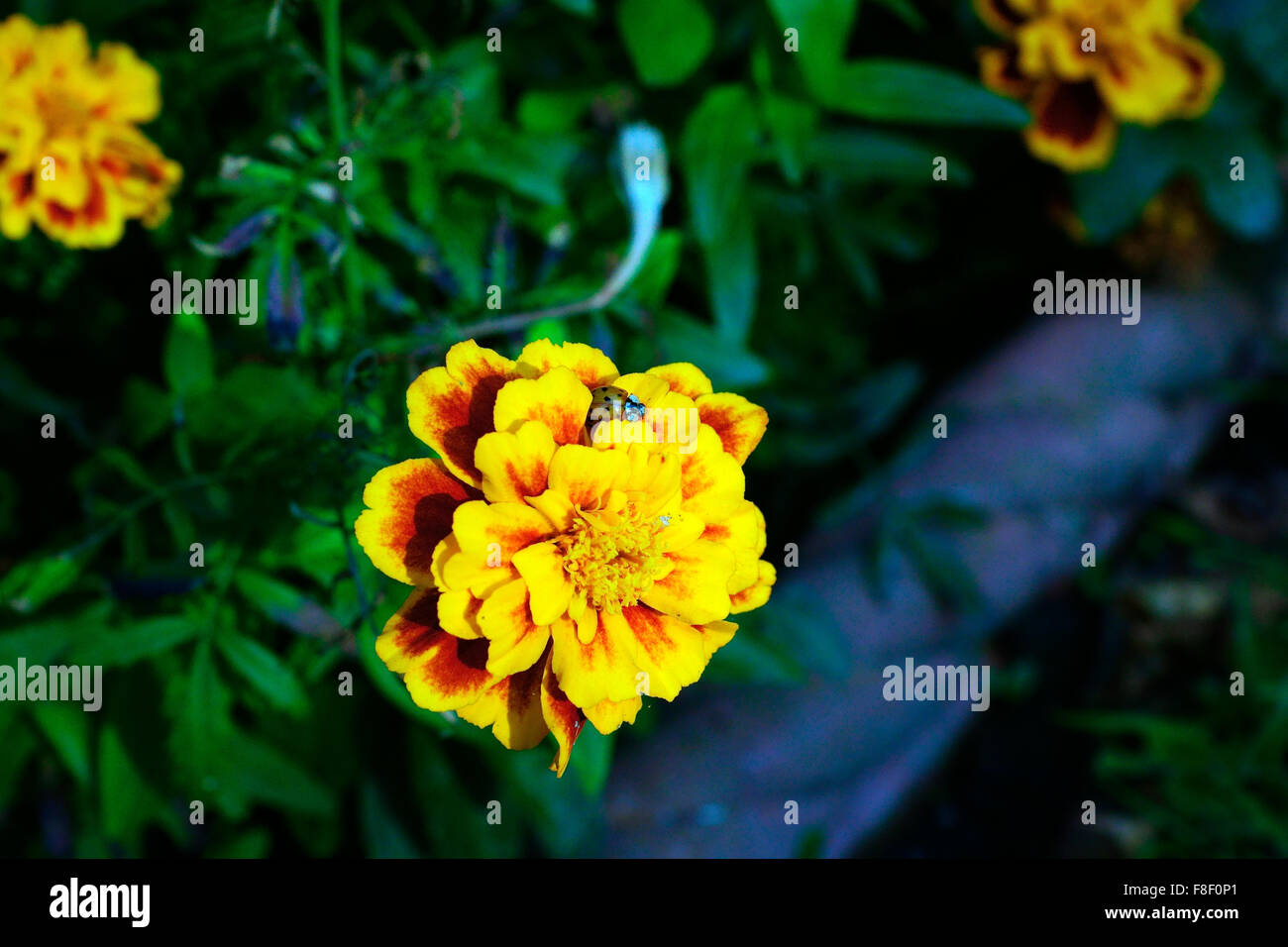 LADY BIRD EXPLORING MARIGOLD Stock Photo - Alamy