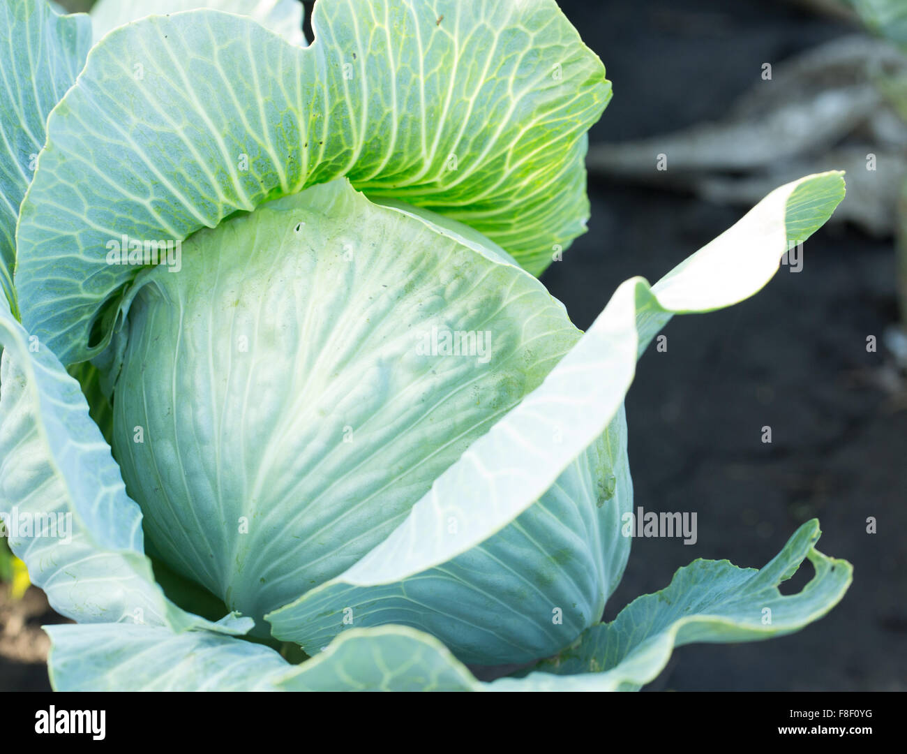 Beautiful fresh green cabbage in the garden Stock Photo - Alamy