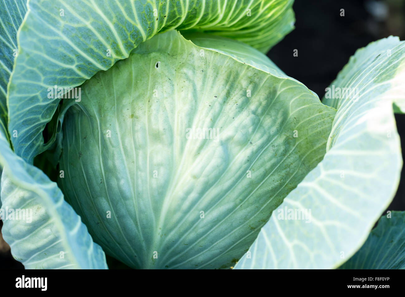 Beautiful fresh green cabbage in the garden Stock Photo - Alamy