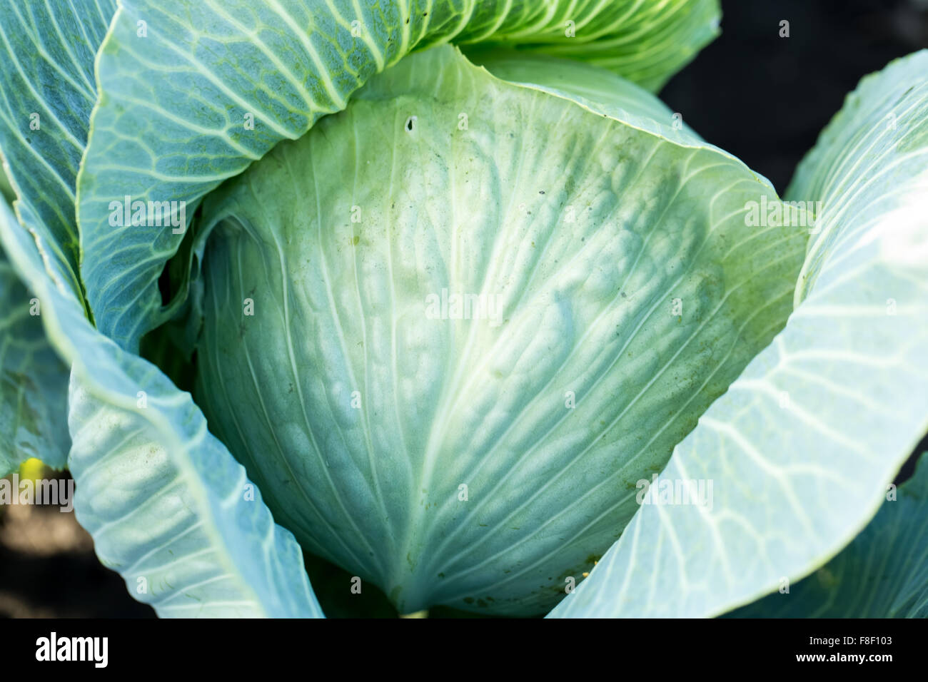 Beautiful fresh green cabbage in the garden Stock Photo - Alamy