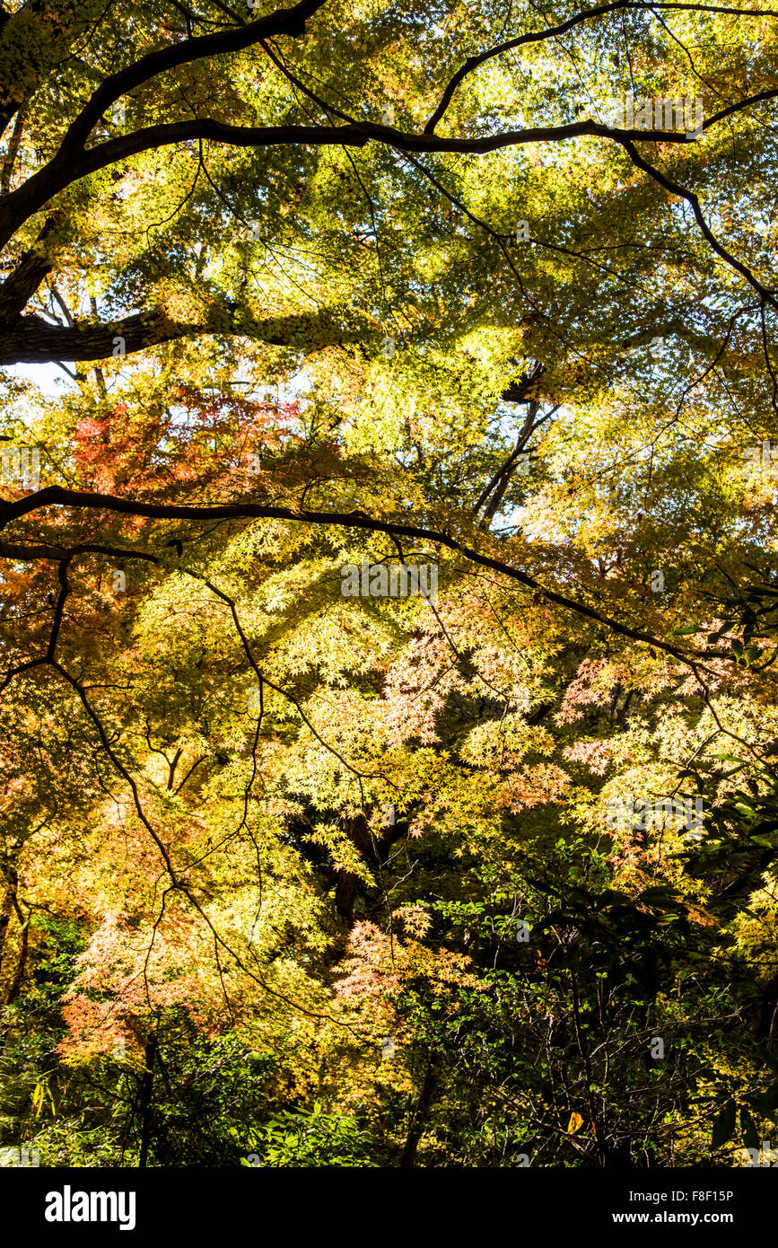 Sayama nature park hi-res stock photography and images - Alamy